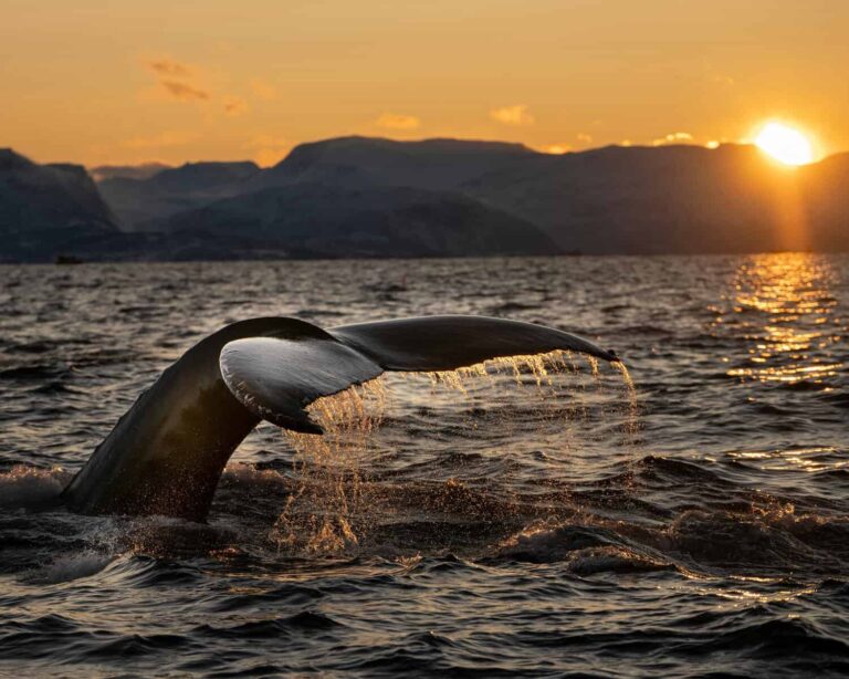 What is the National Animal of Norway + 11 Interesting Facts
